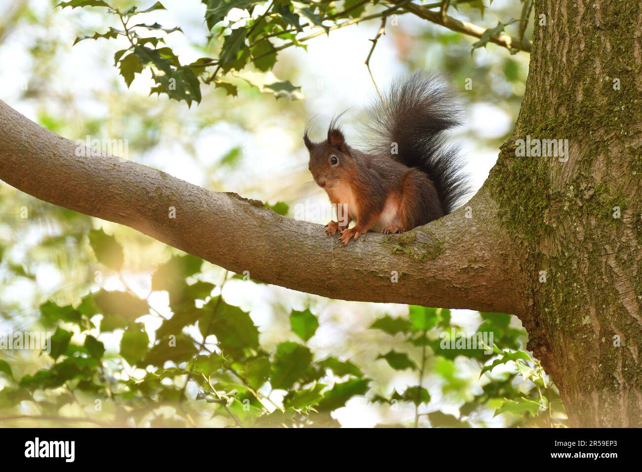 Squirrel near oak tree hi-res stock photography and images - Alamy