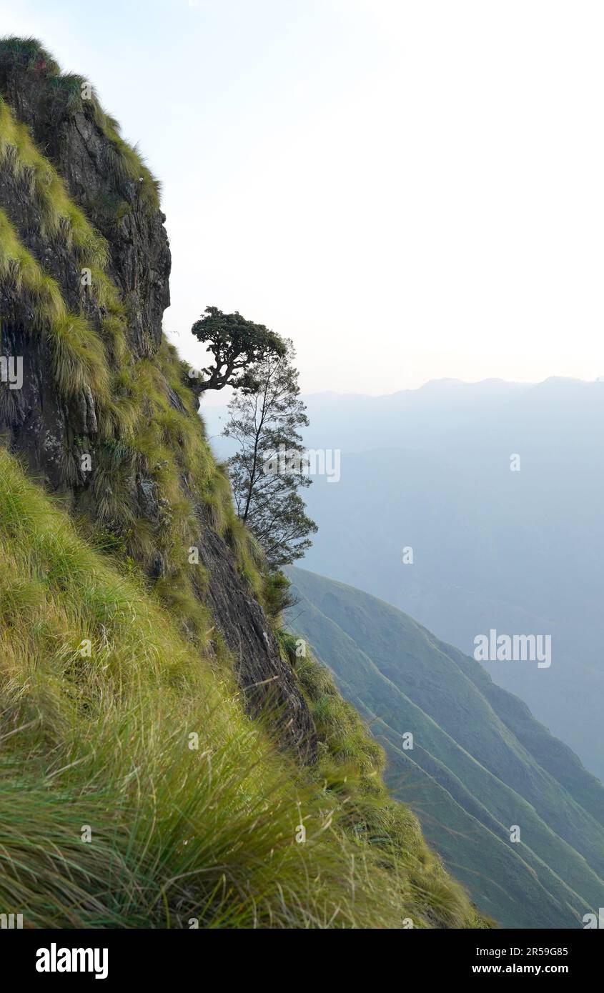 Kolukkumalai range hi-res stock photography and images - Alamy