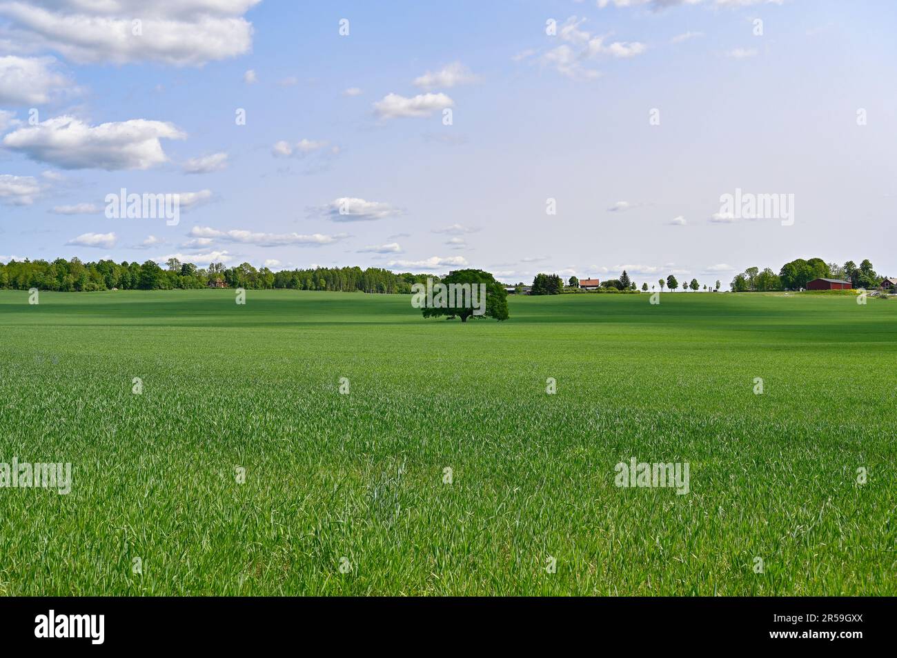 Big open farmers field with one big tree Stock Photo - Alamy