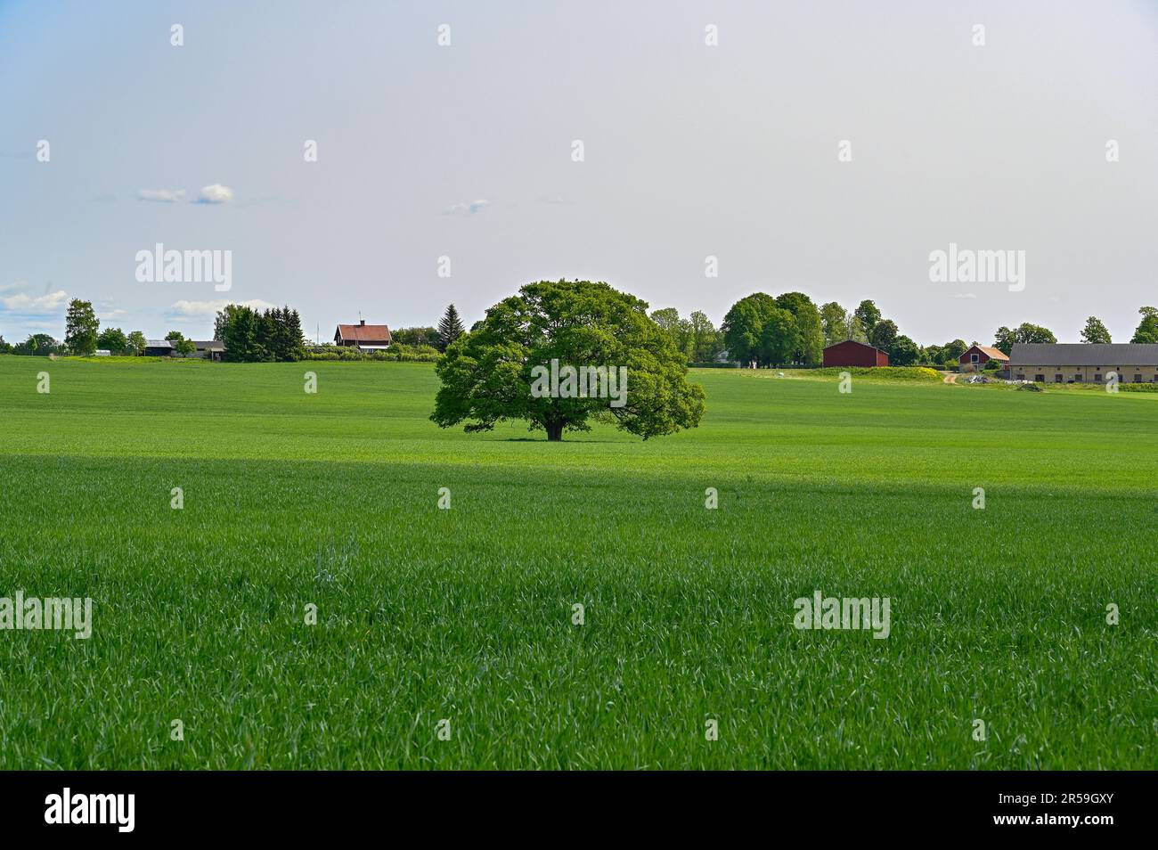 Big open farmers field with one big tree Stock Photo - Alamy