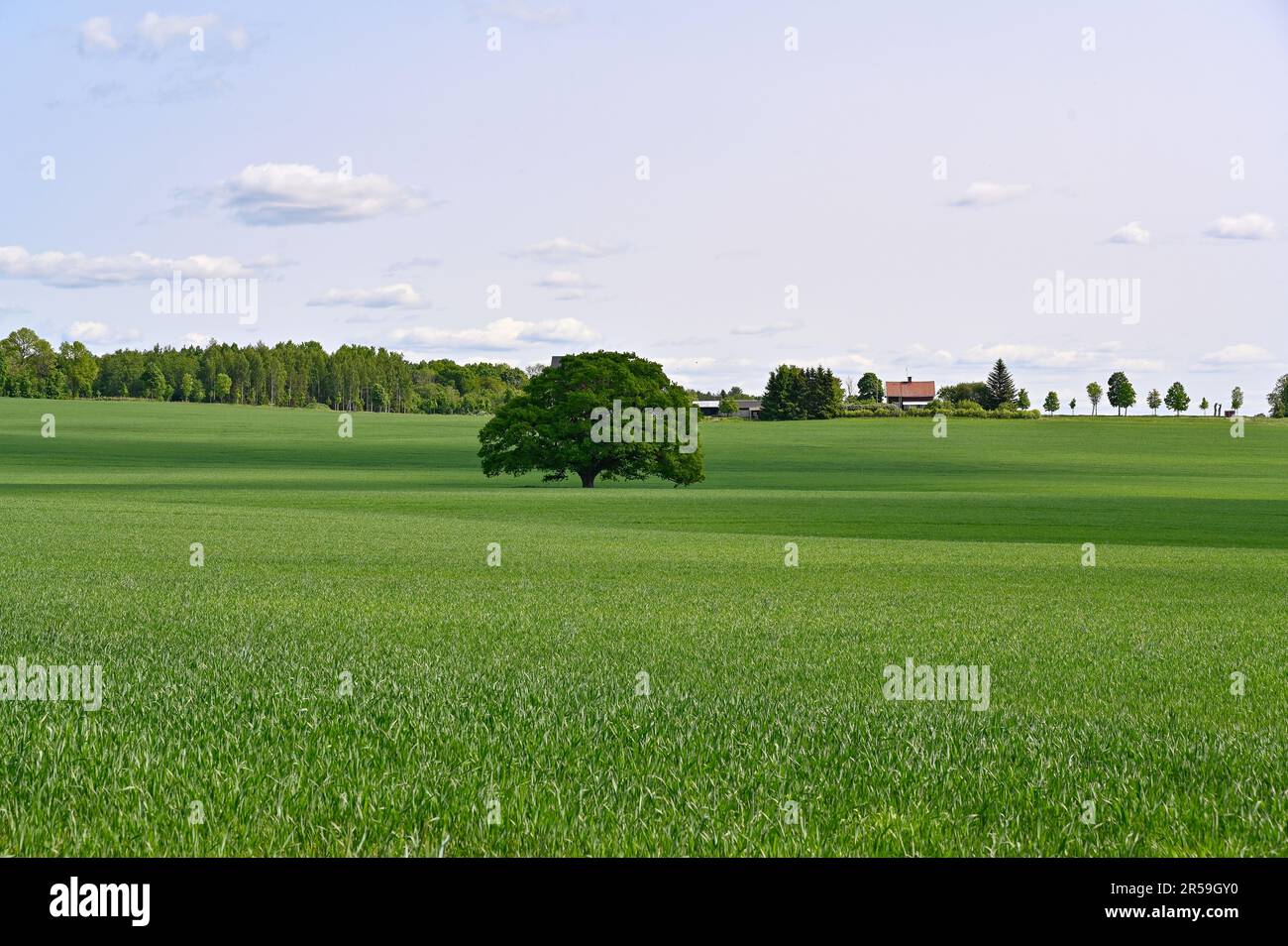 Big open farmers field with one big tree Stock Photo - Alamy