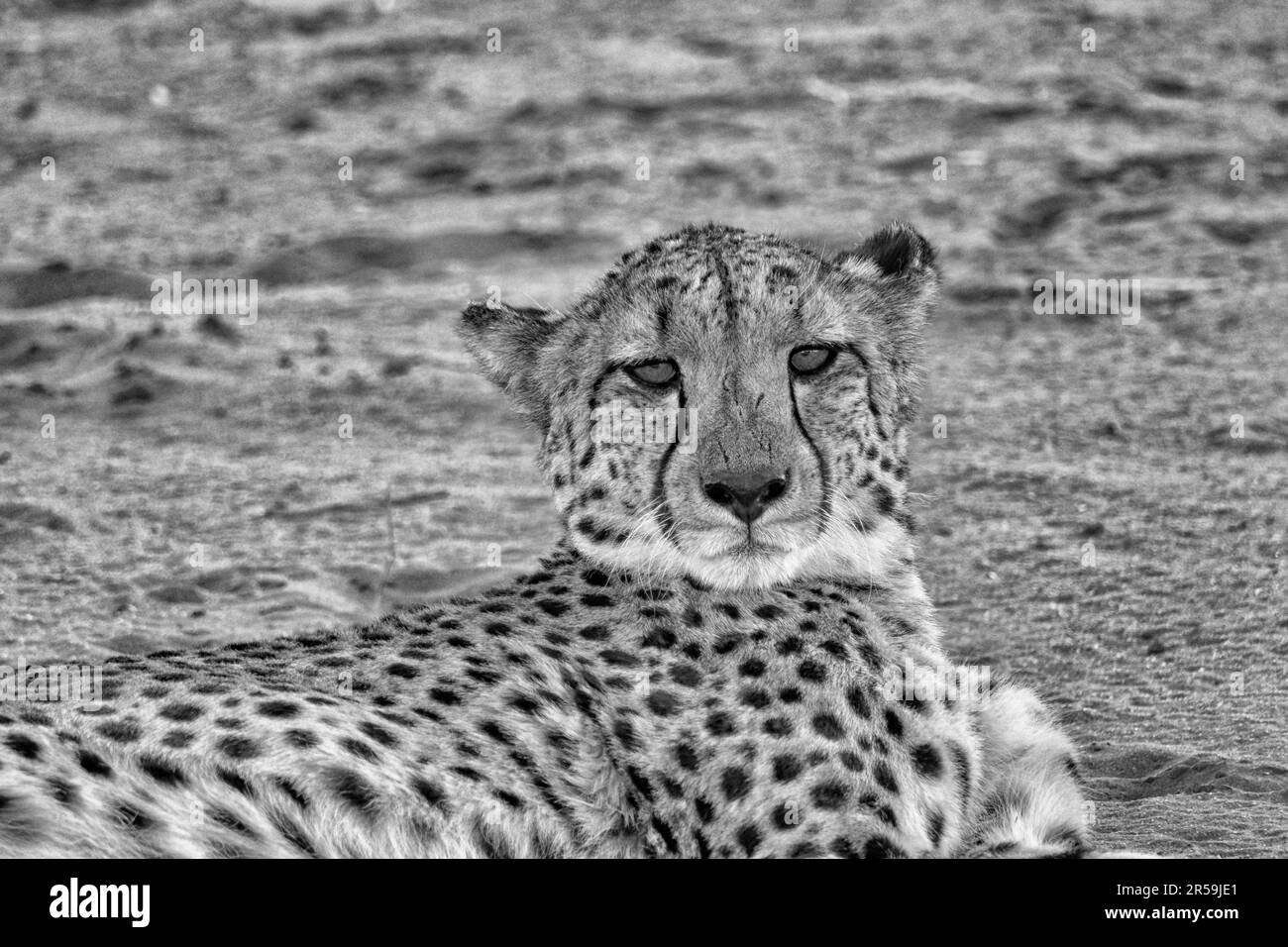 Cheetah portrait image Black and White Stock Photos & Images - Alamy