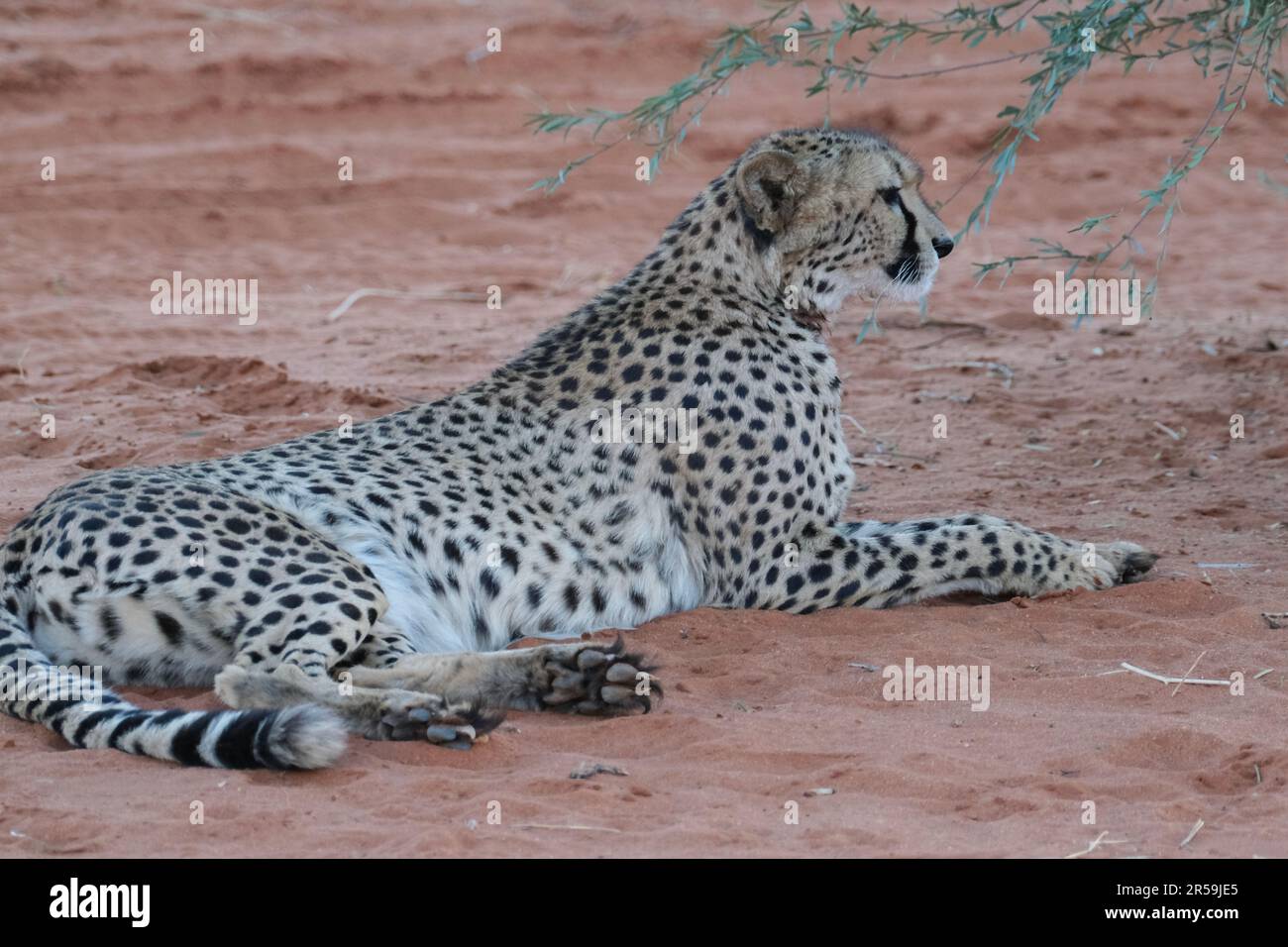 Wild cheetah female lying on sand in Namibia Stock Photo - Alamy