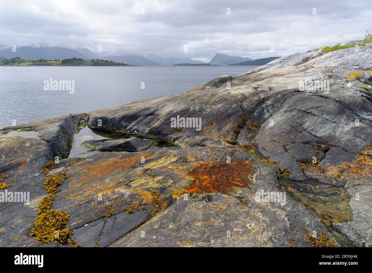 Beach seaweed growing on rocks hi-res stock photography and images - Alamy