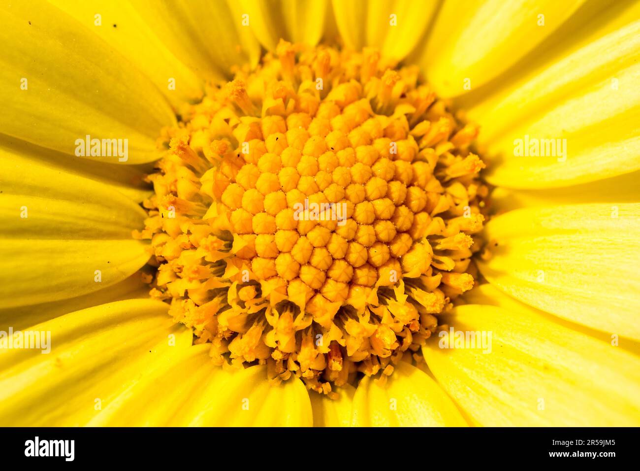 Yellow Marguerite daisy (Argyranthemum frutescens) flowering plant on ...