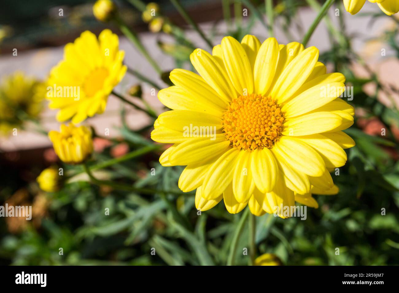 Yellow Marguerite daisy (Argyranthemum frutescens) flowering plant on ...