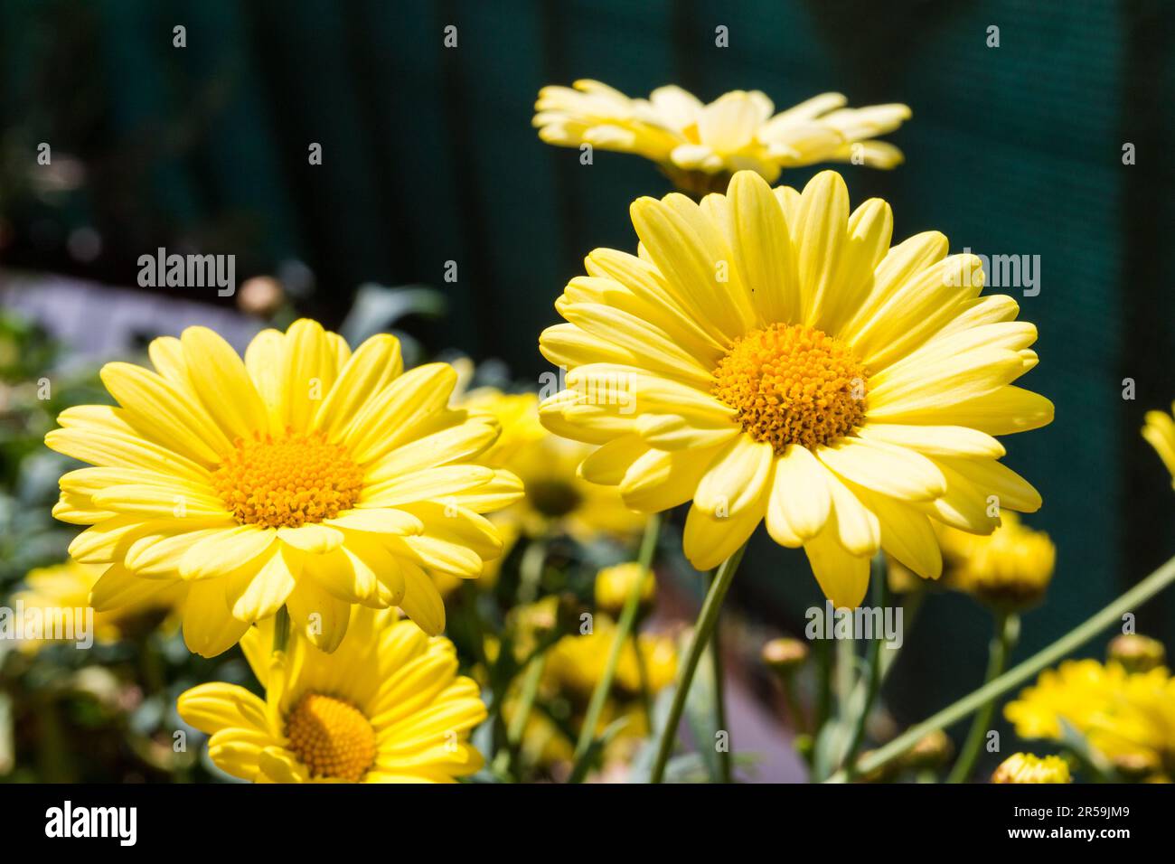 Yellow Marguerite daisy (Argyranthemum frutescens) flowering plant on ...