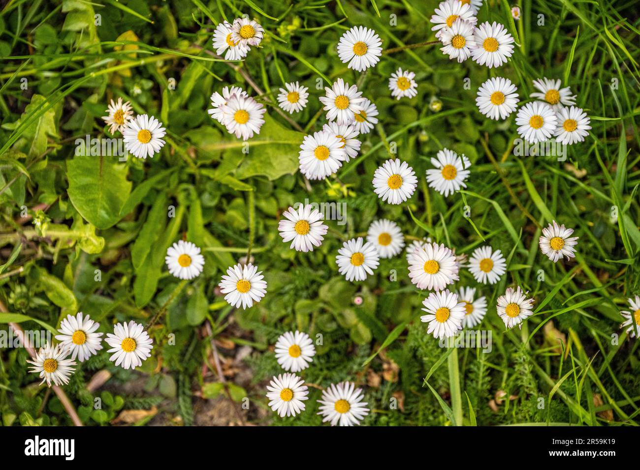 Group of daisies in grass Stock Photo - Alamy