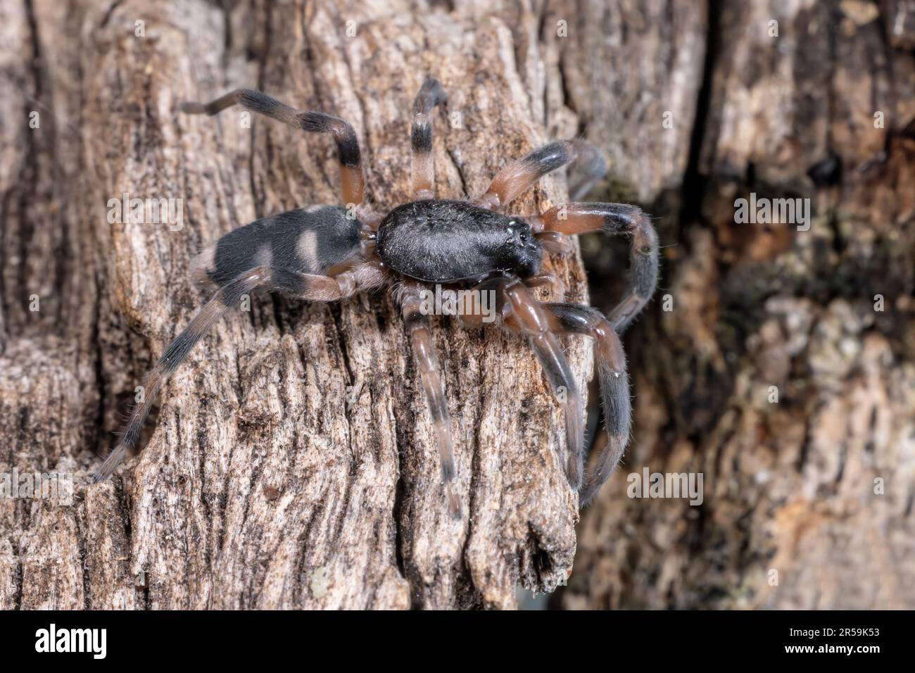 Potentially dangerous Australian White-tailed Spider Stock Photo - Alamy