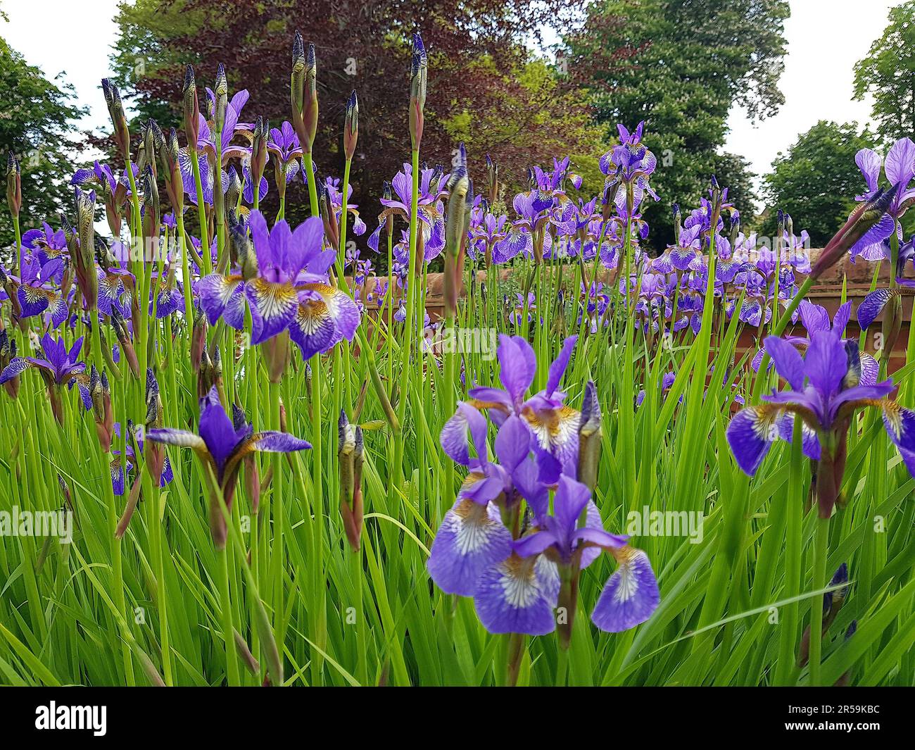 Purple iris flowers in a park in Saffron Walden, UK Stock Photo - Alamy