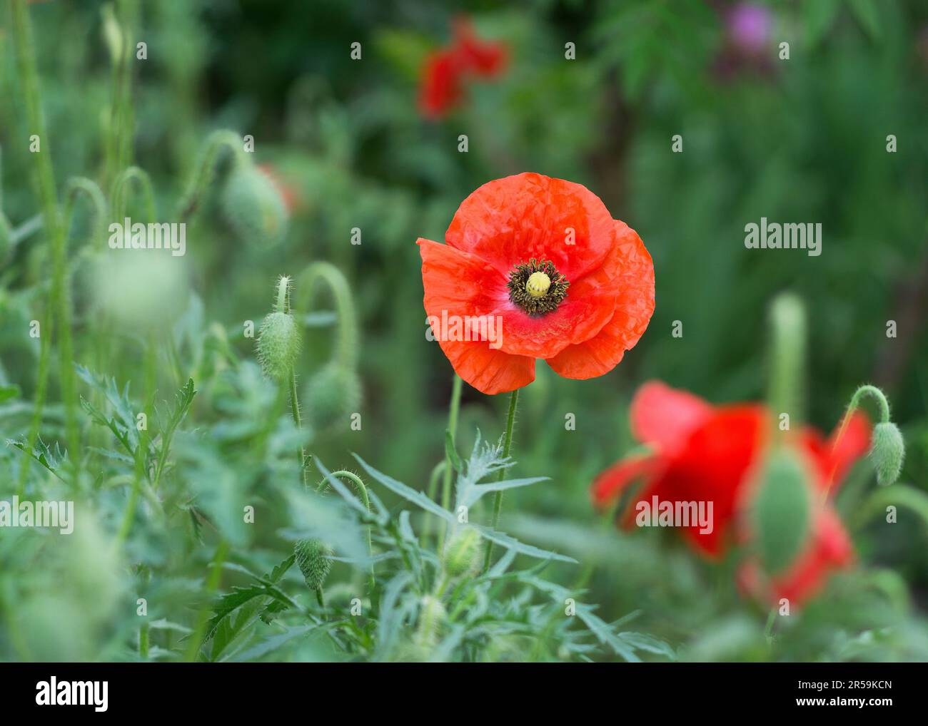 Spring red poppy hi-res stock photography and images - Alamy