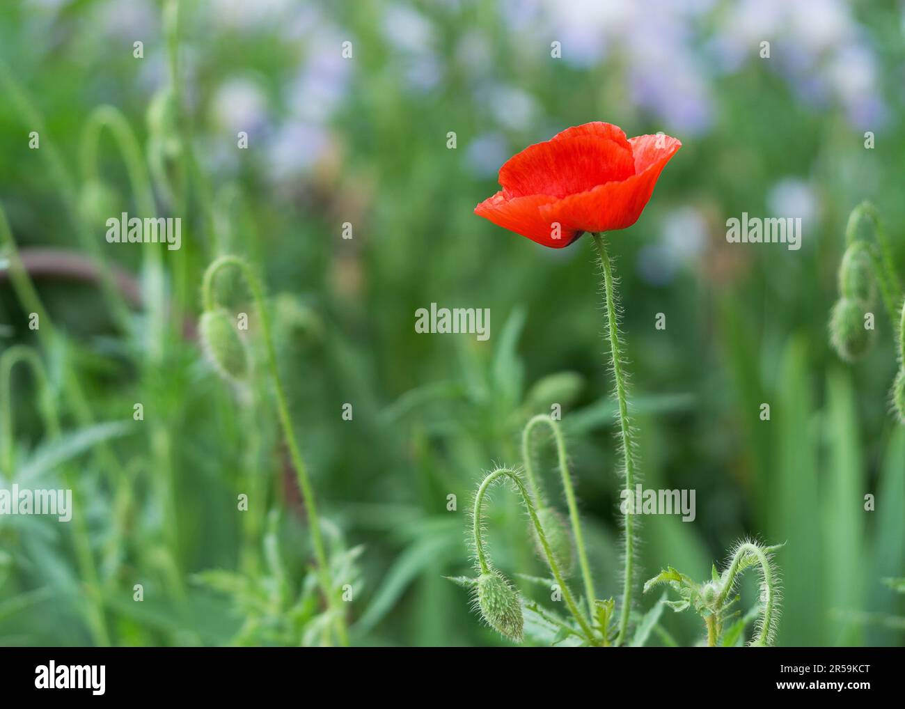 Spring red poppy hi-res stock photography and images - Alamy