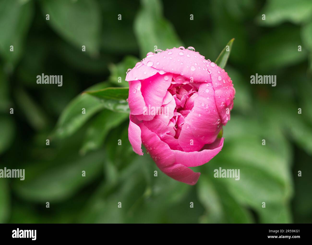 Peony bud in water drops after a rain Stock Photo - Alamy