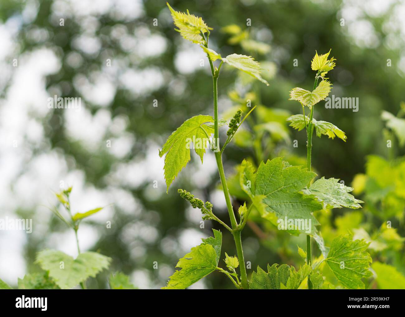 Spring grape vine leaf hi-res stock photography and images - Alamy