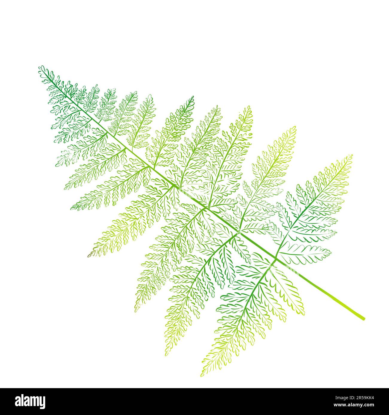 Watercolor sprig of fern. Tropical leaf. Forest plants, botany Stock ...