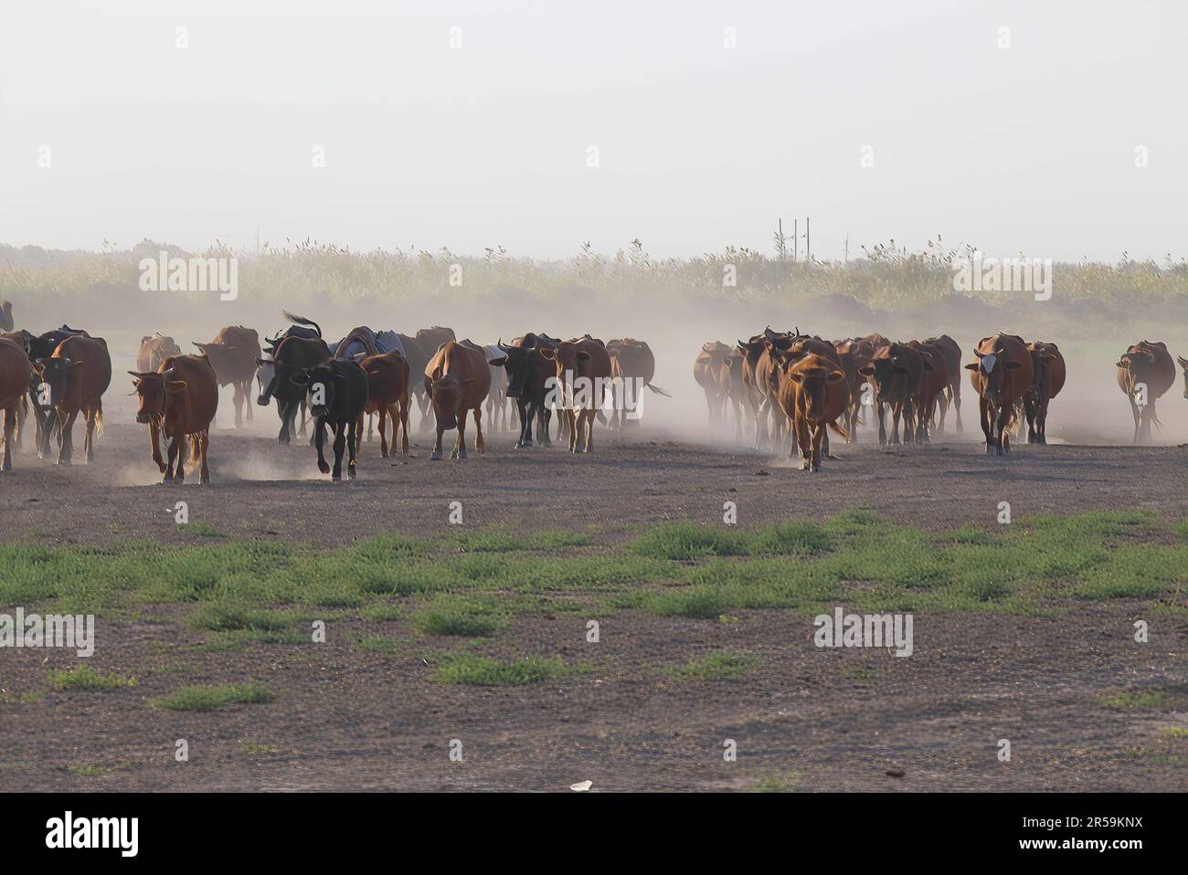Cows going home hi-res stock photography and images - Alamy