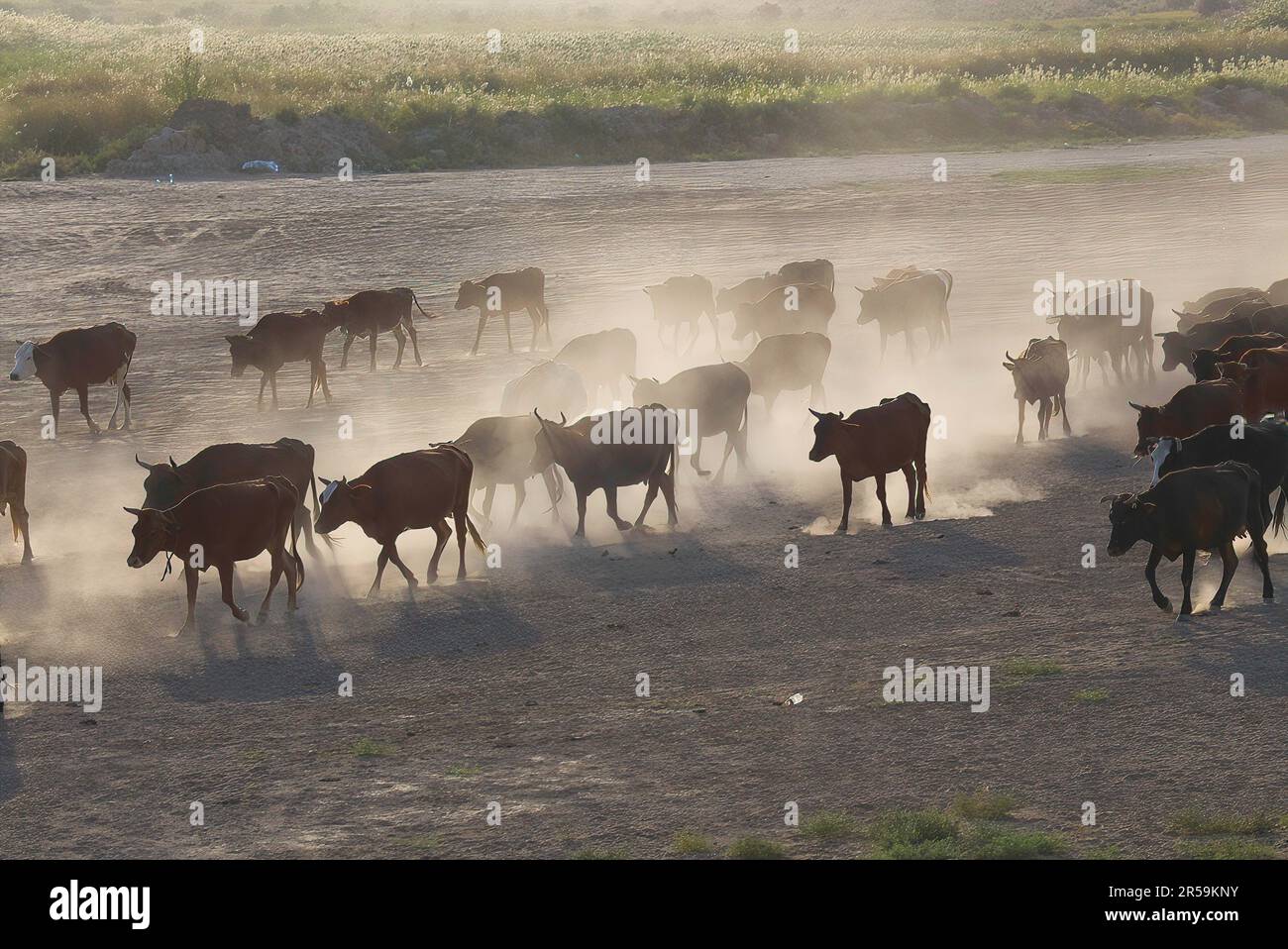 Cows going home hi-res stock photography and images - Alamy
