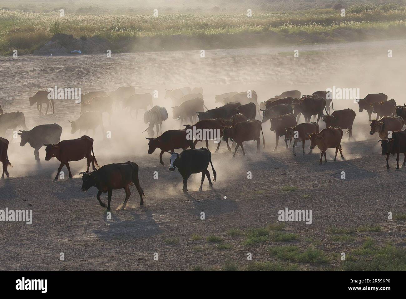 Cows going home hi-res stock photography and images - Alamy