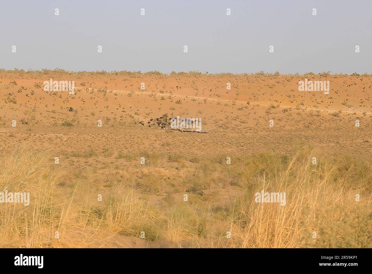 In the Karakum desert Stock Photo - Alamy