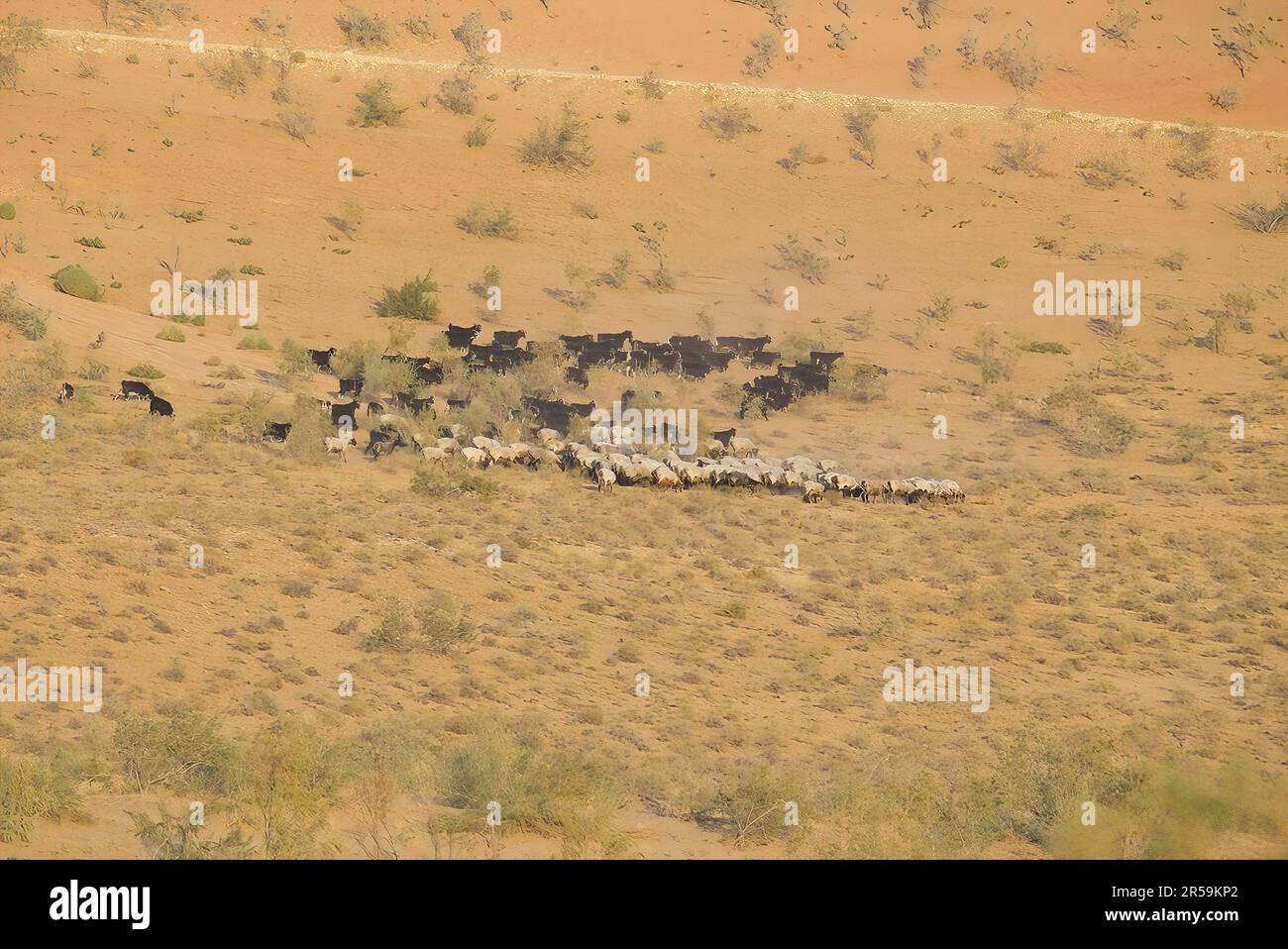 In the Karakum desert Stock Photo - Alamy