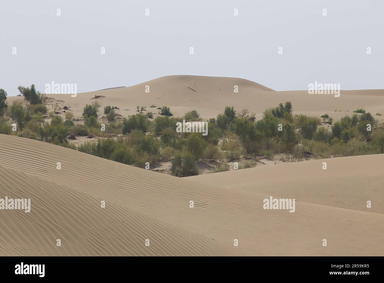 The karakum desert vegetation hi-res stock photography and images - Alamy