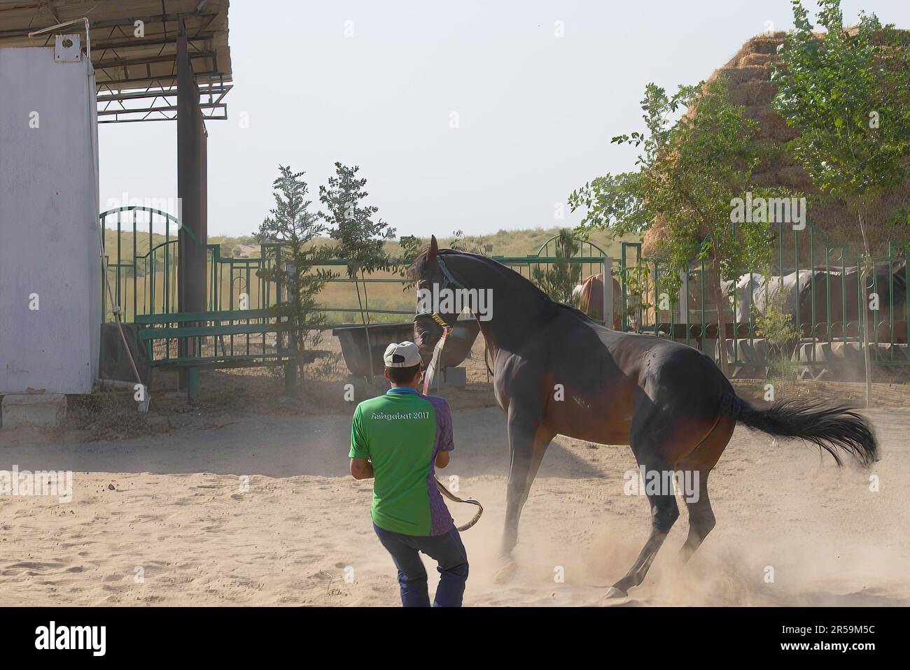 Ahal teke horse hi-res stock photography and images - Alamy