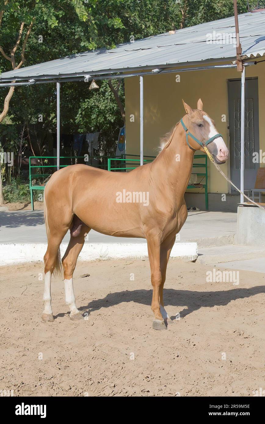 Ahal teke horse hi-res stock photography and images - Alamy