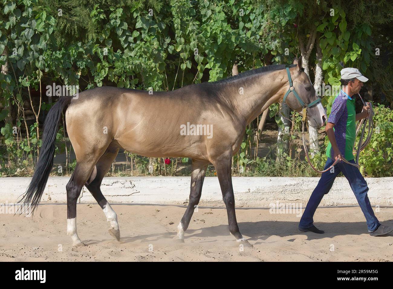 Ahal teke horse hi-res stock photography and images - Alamy