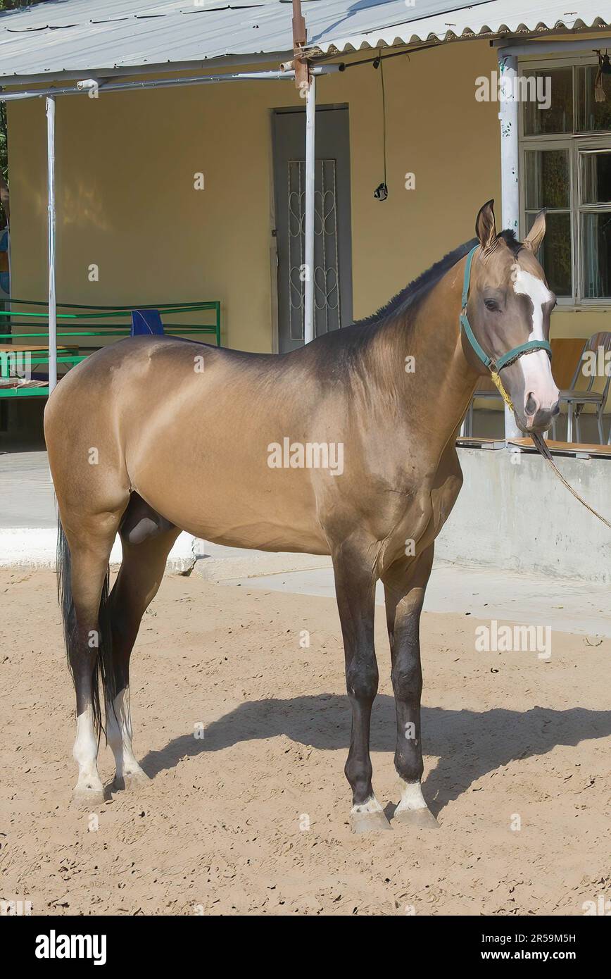 Ahal teke horse hi-res stock photography and images - Alamy