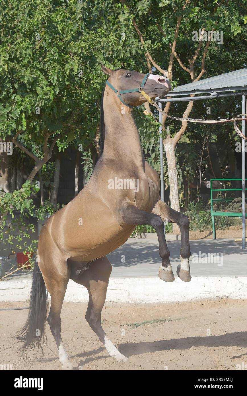 Ahal teke horse hi-res stock photography and images - Alamy