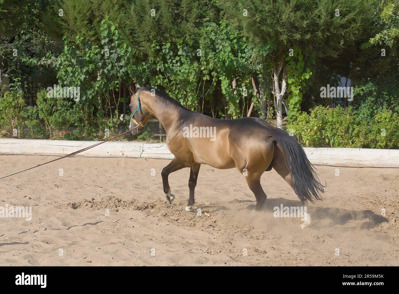 Ahal teke horse hi-res stock photography and images - Alamy