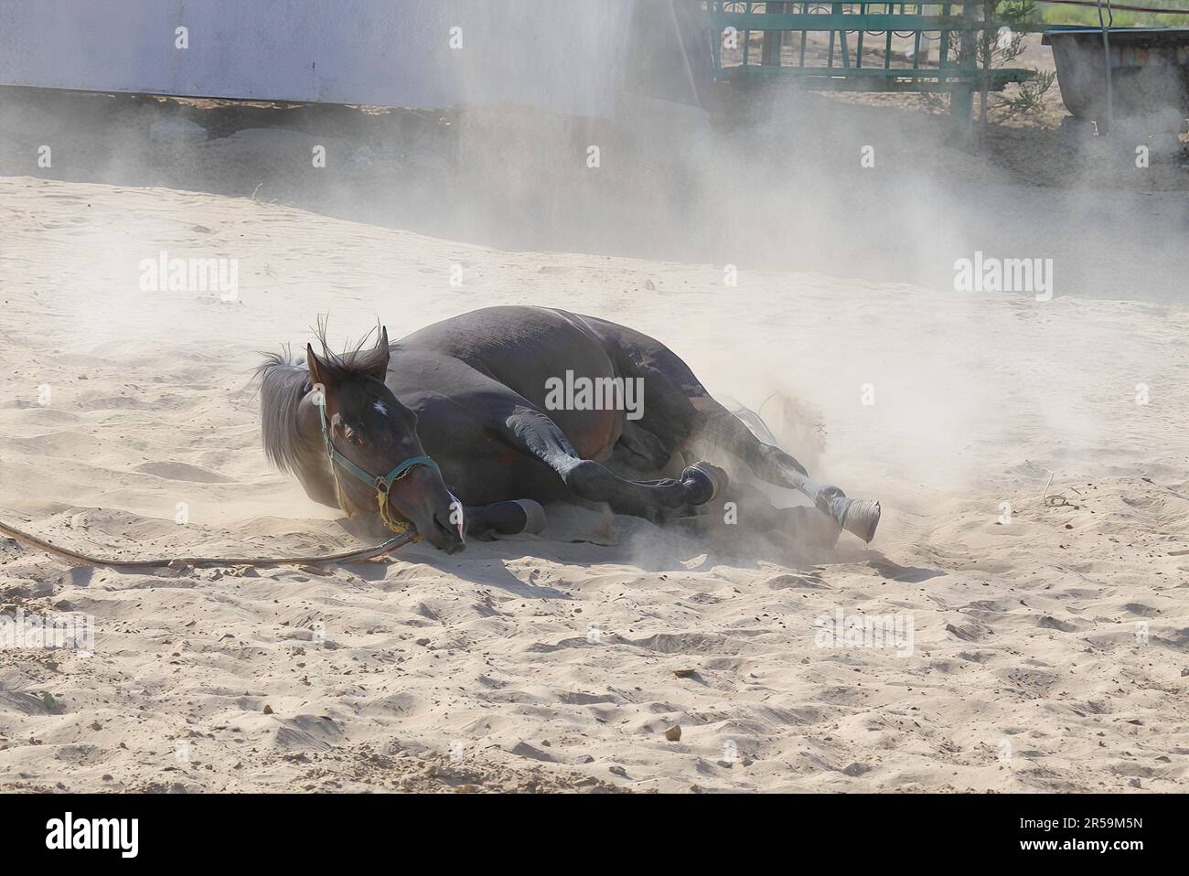 Ahal teke horse hi-res stock photography and images - Alamy