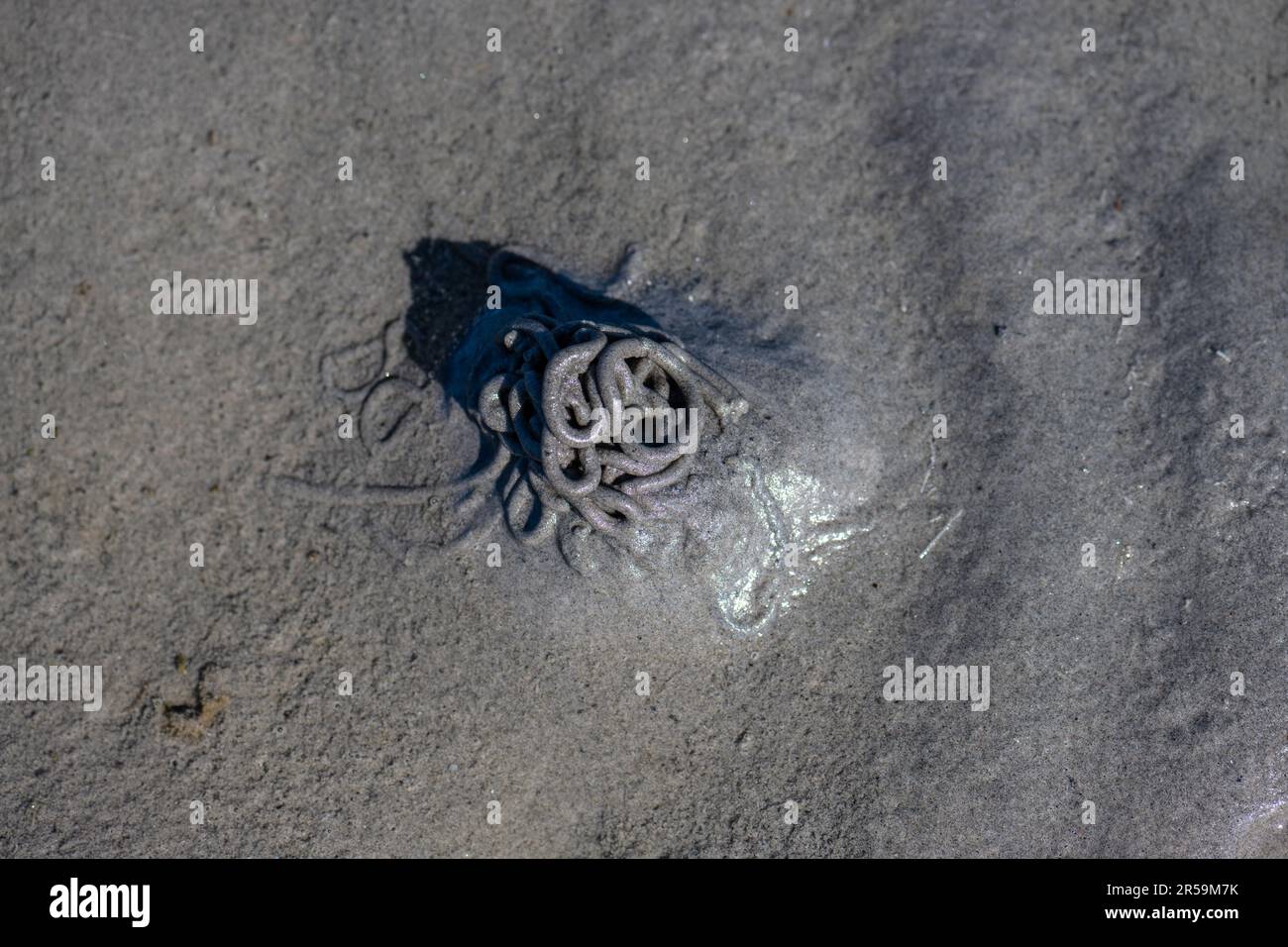 Lugworm Arenicola marine casts on a sand beach Stock Photo - Alamy