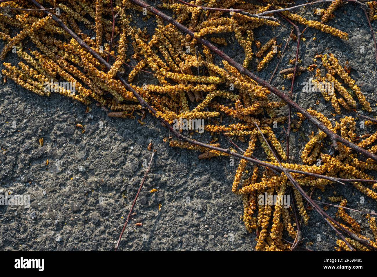 Birch seeds hi-res stock photography and images - Alamy
