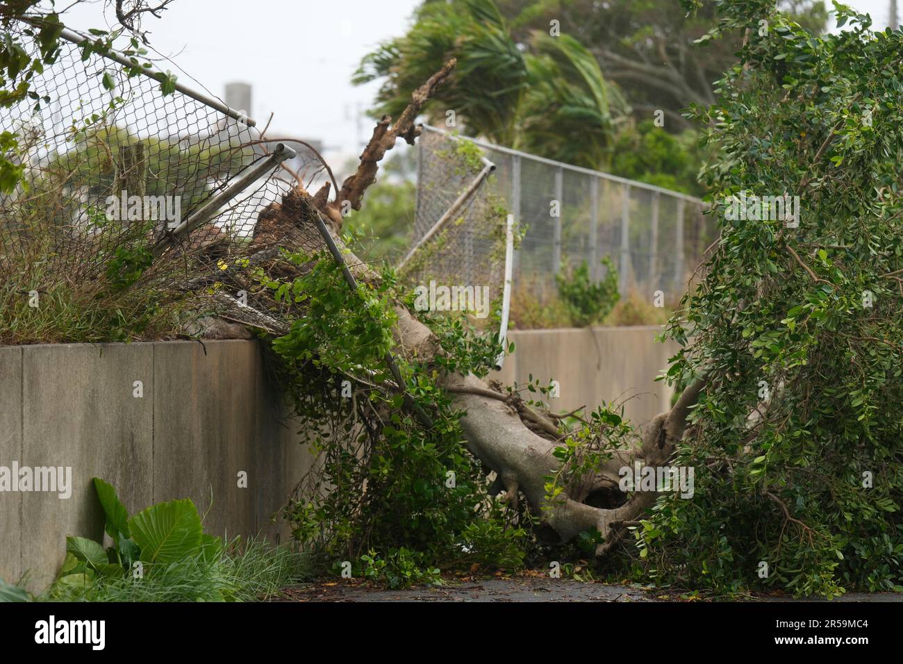 A tree is seen damaged at a park in Yomitan village, north of Naha in ...