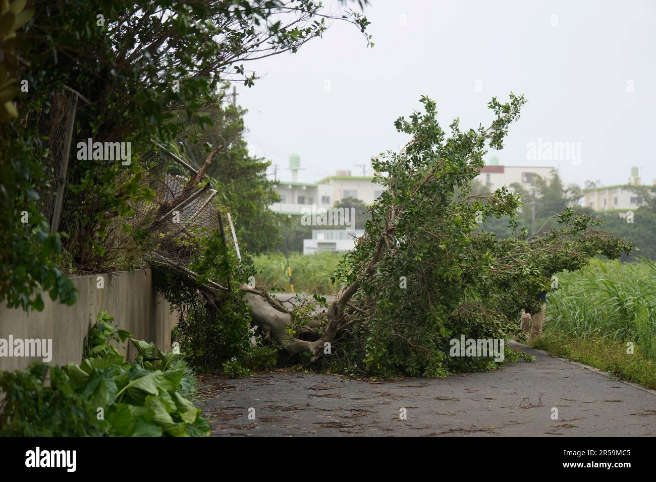 A tree is seen damaged at a park in Yomitan village, north of Naha in ...
