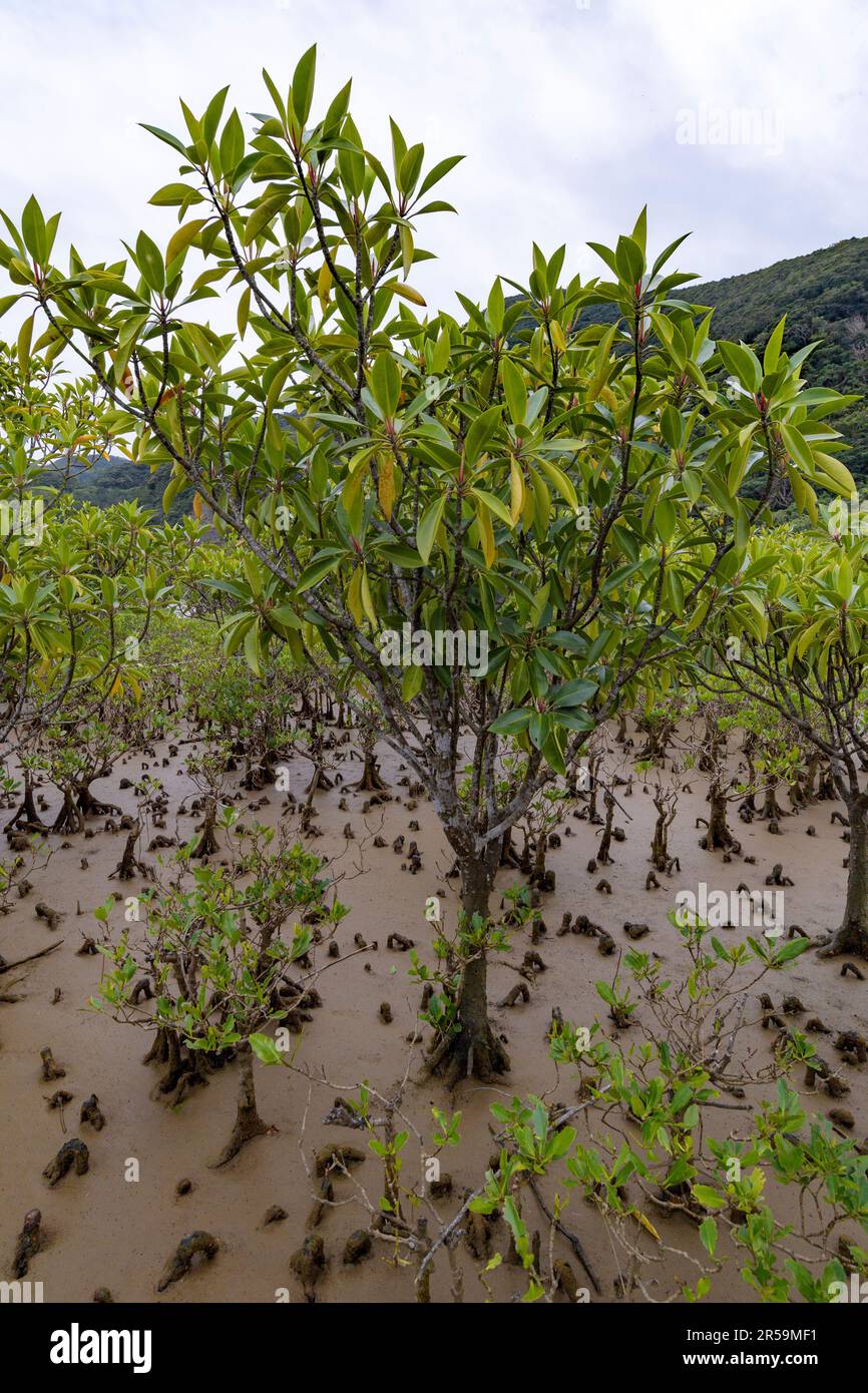 Large-leafed orange mangrove (Bruguiera gymnorhiza) at Amami Mangrove ...