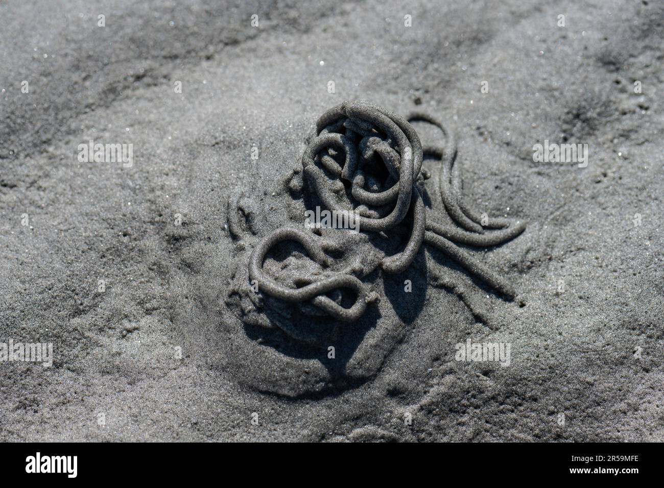 Lugworm Arenicola marine casts on a sand beach Stock Photo - Alamy
