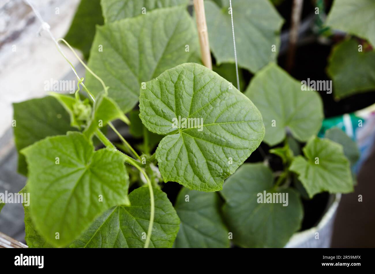 Natural cucumber grows in a greenhouse. Growing fresh vegetables in a ...