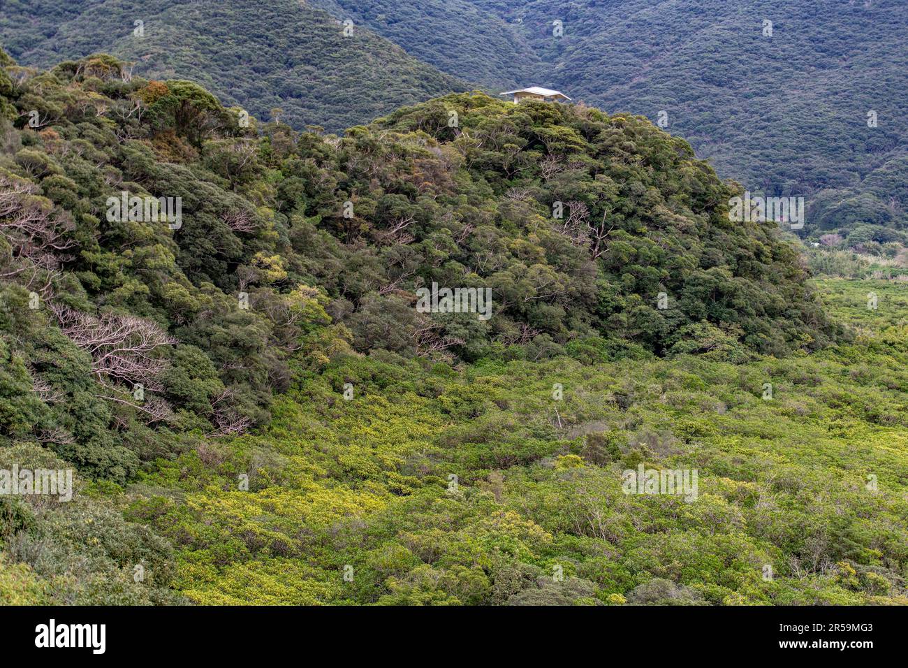 Primary forest and mangrove forest at the UNESCO World Herritage Site ...