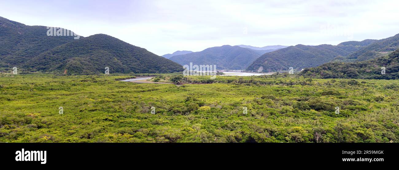 Amami Mangrove Primeval Forest (Amami Islands, southern Japan) is ...