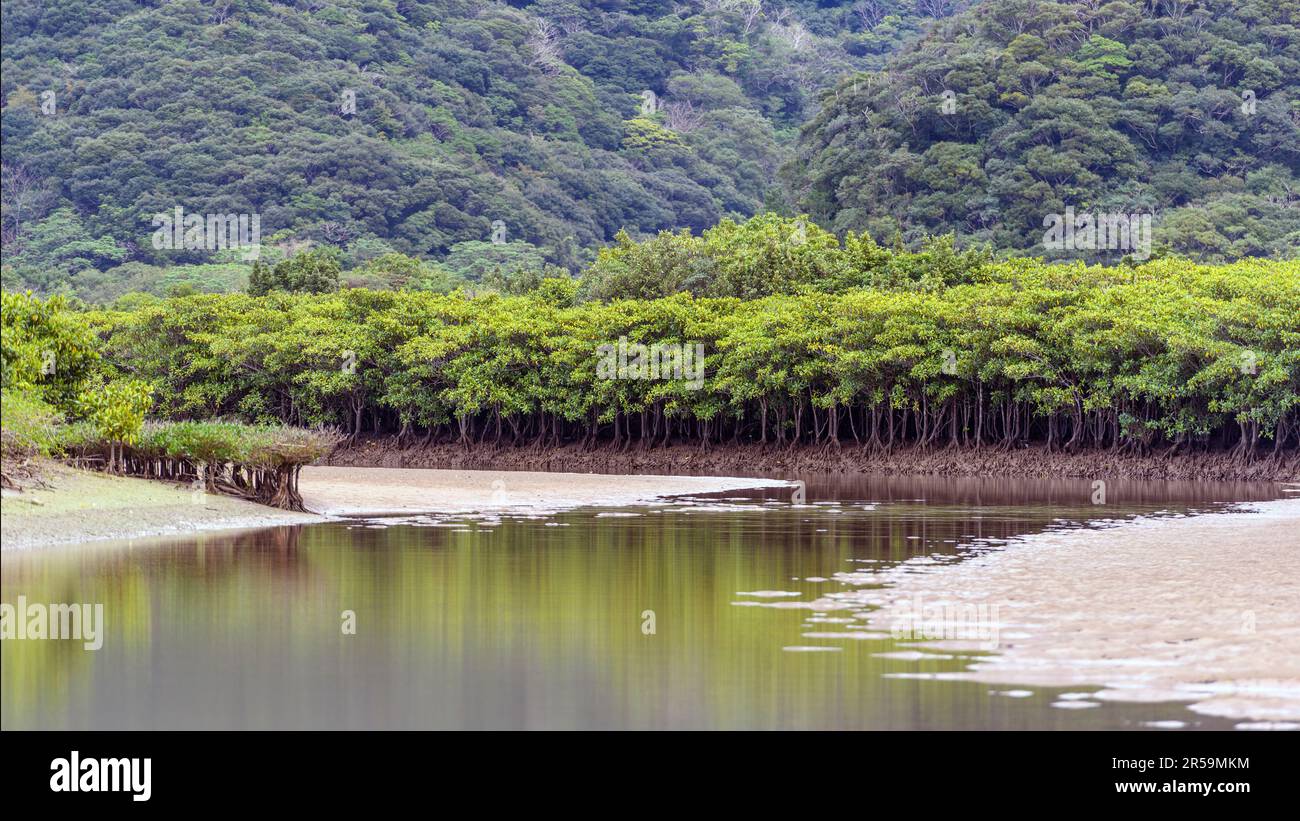 Part of Amami Mangrove Primeval Forest (Amami Island, southern Japan ...