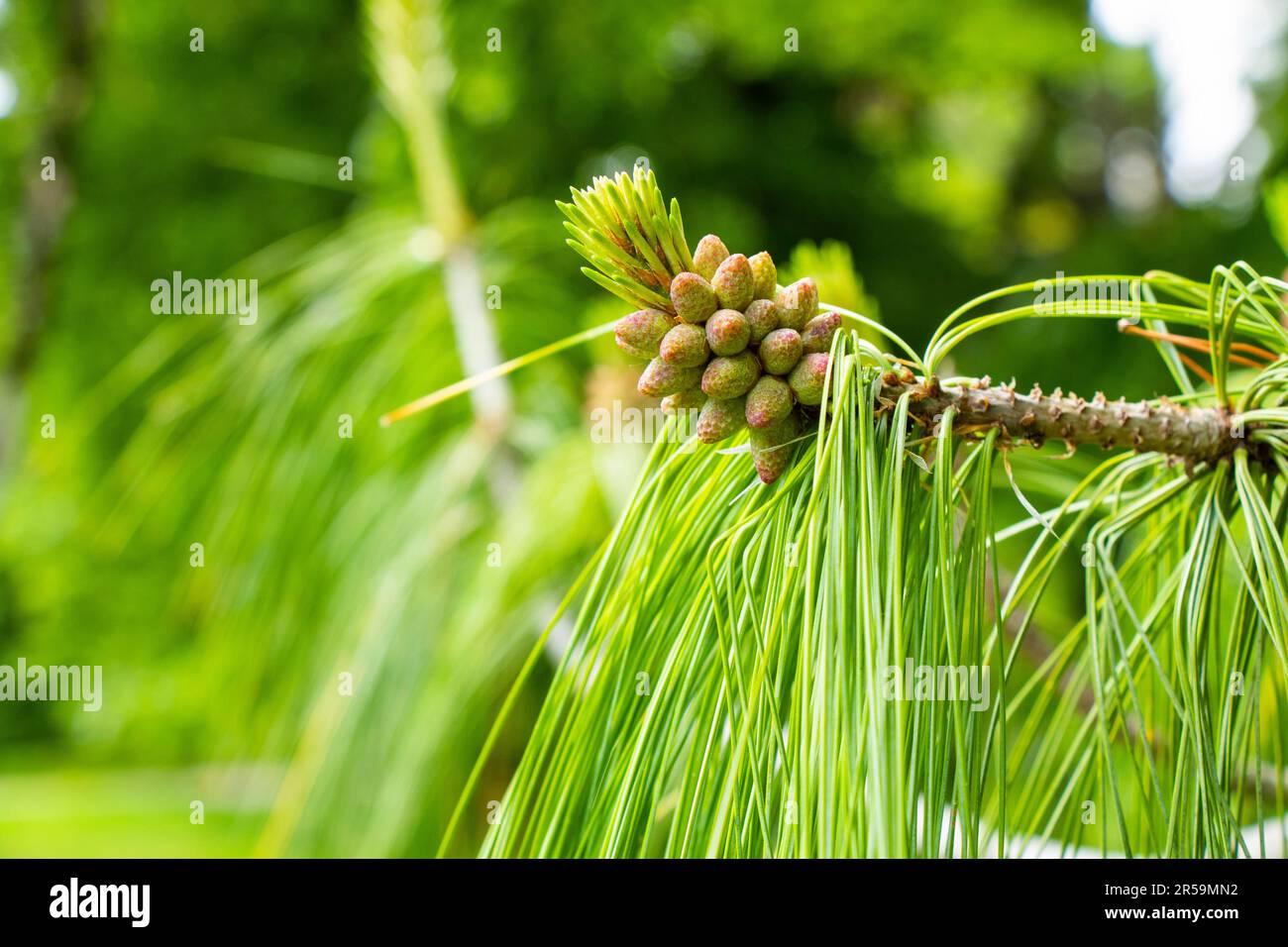 Pinus patula hi-res stock photography and images - Alamy