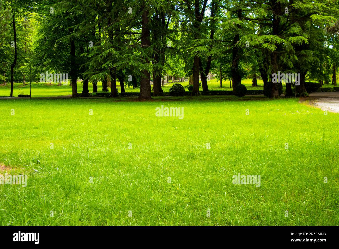 Green grass background, spring garden Stock Photo - Alamy