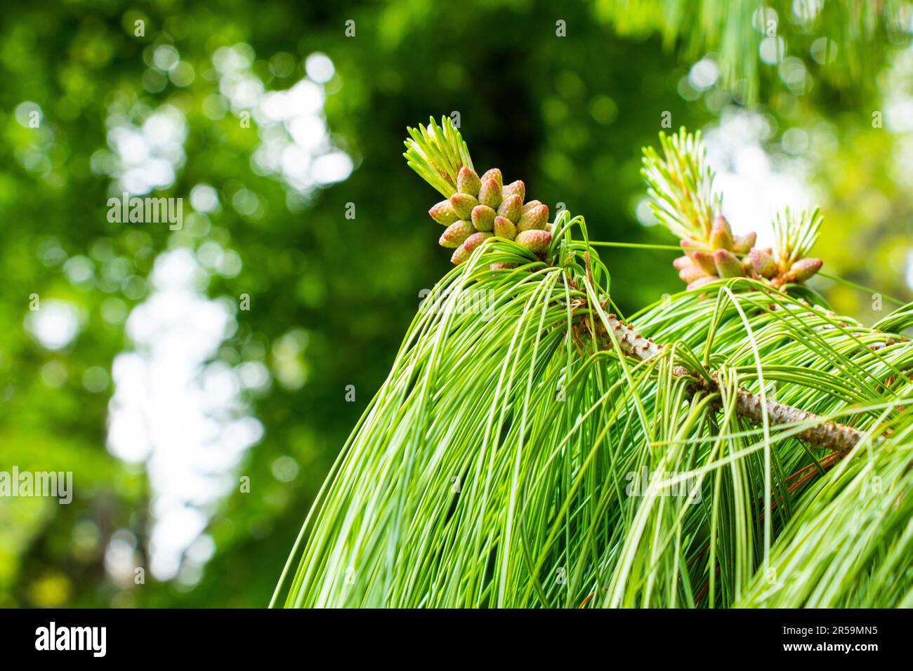 Pinus patula hi-res stock photography and images - Alamy