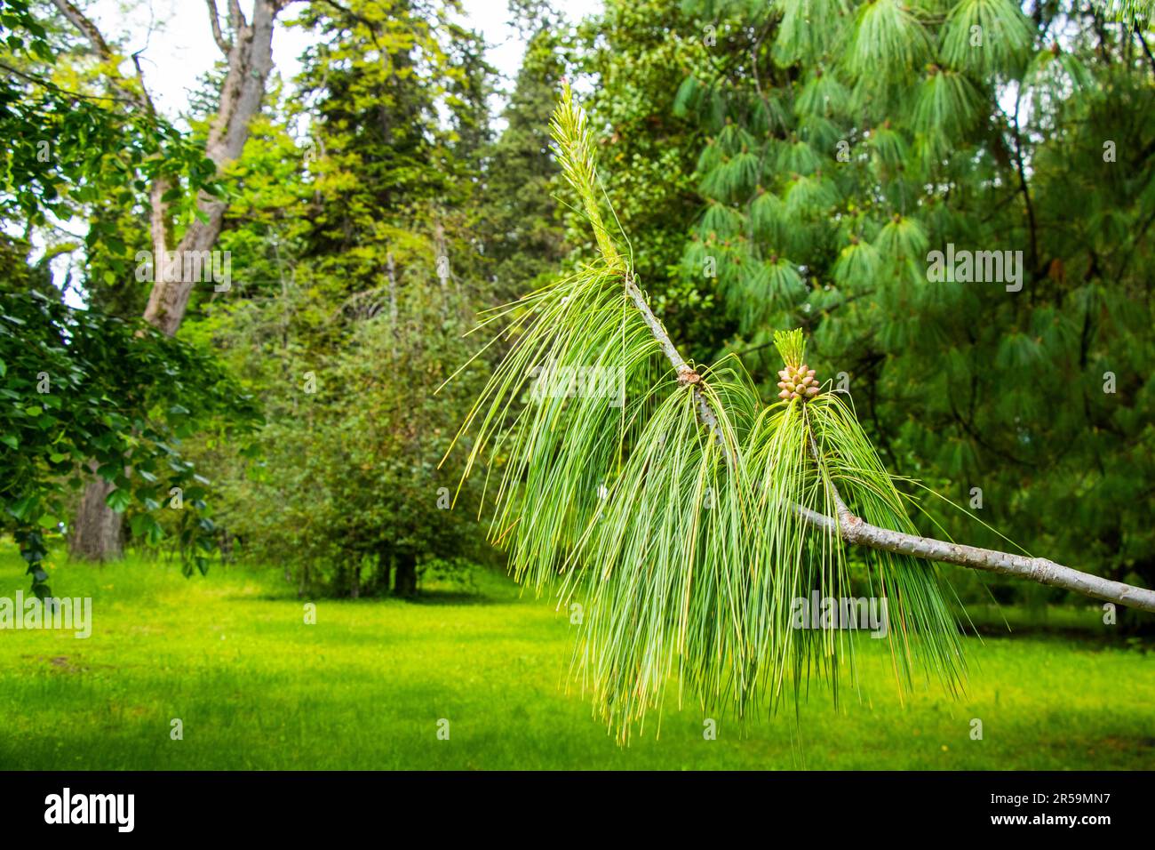 Pinus patula pine in garden, close-up Stock Photo - Alamy