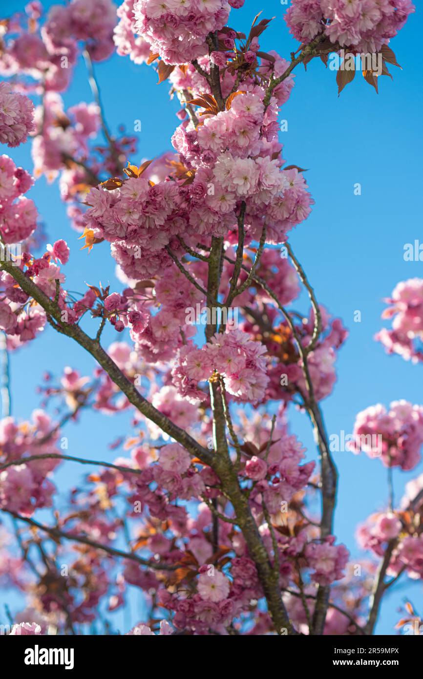 Pink cherry blossom in hi-res stock photography and images - Alamy