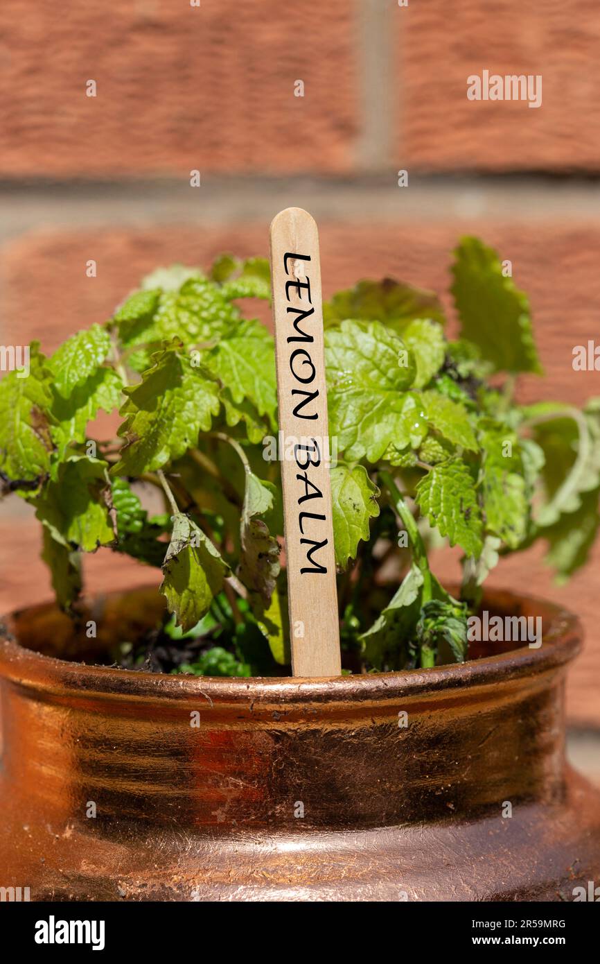 Lemon balm plant, Labelled on wood marker, growing in gilded copper ...