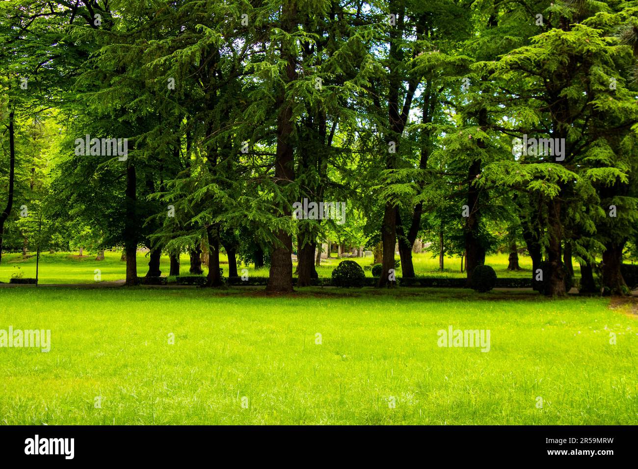 Green grass background, spring garden Stock Photo - Alamy