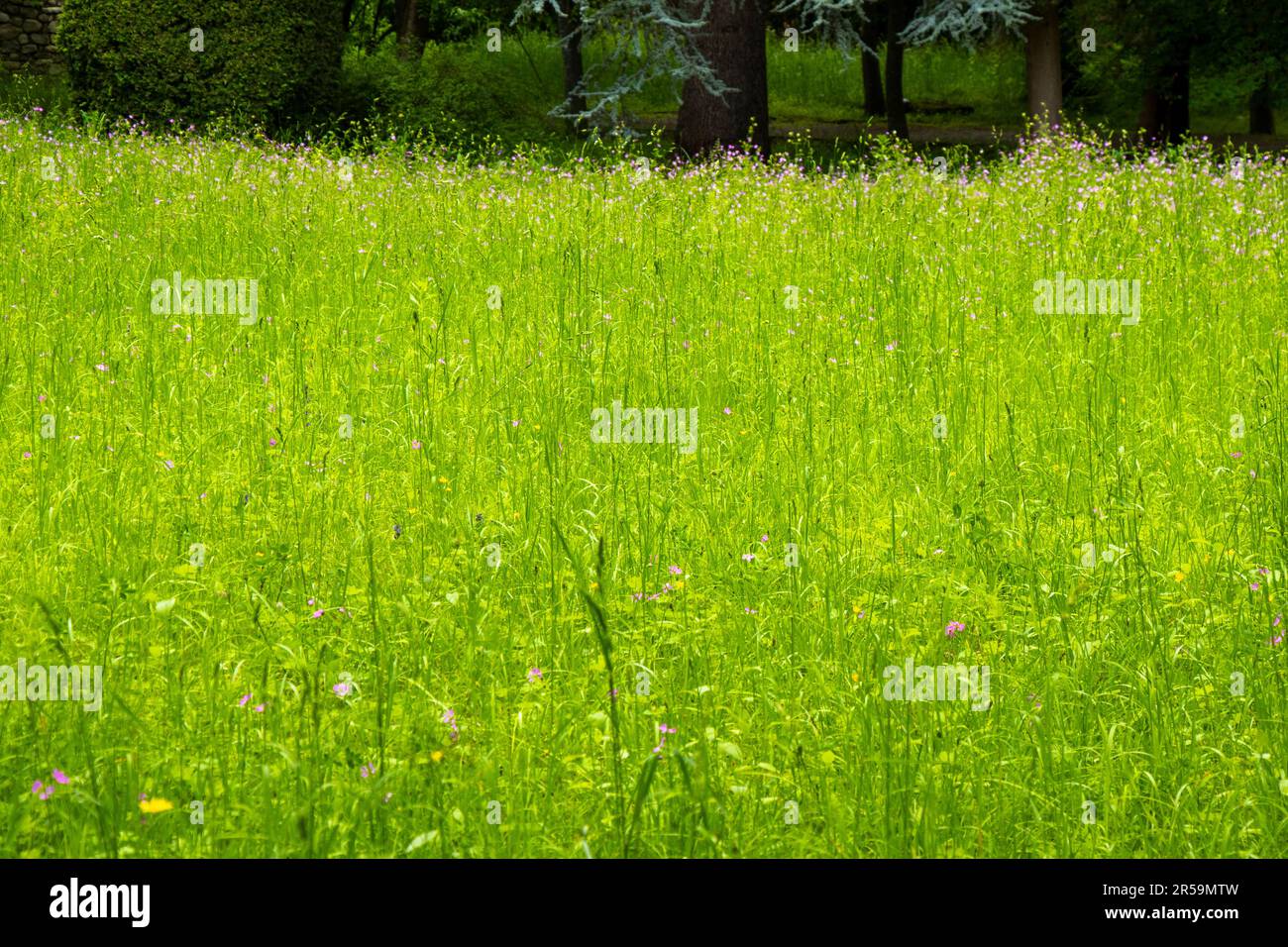 Green grass background, spring garden Stock Photo - Alamy